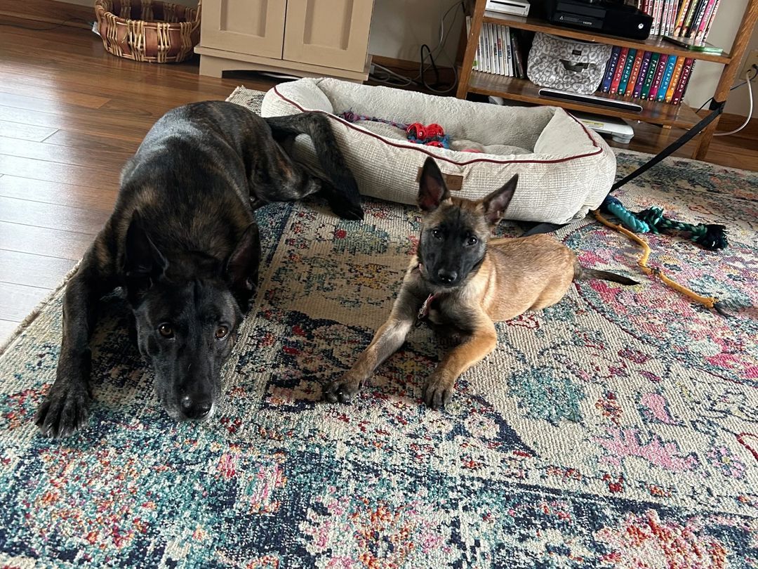 Expert Dog Training & Grooming in Mulberry, IN